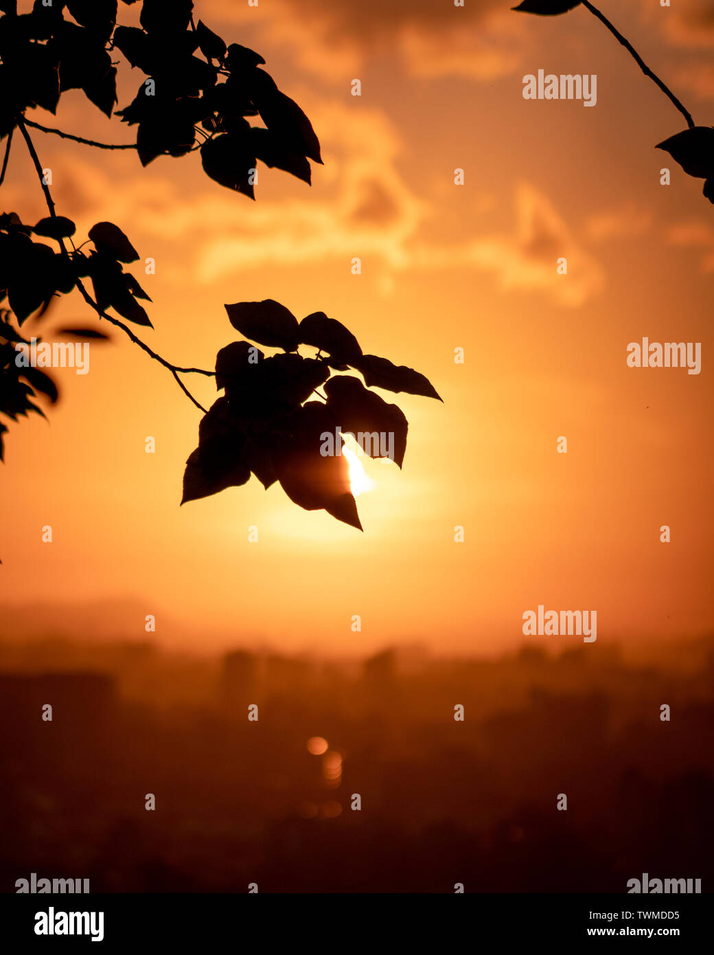 Setting sun coconut palm tree hi-res stock photography and images - Alamy