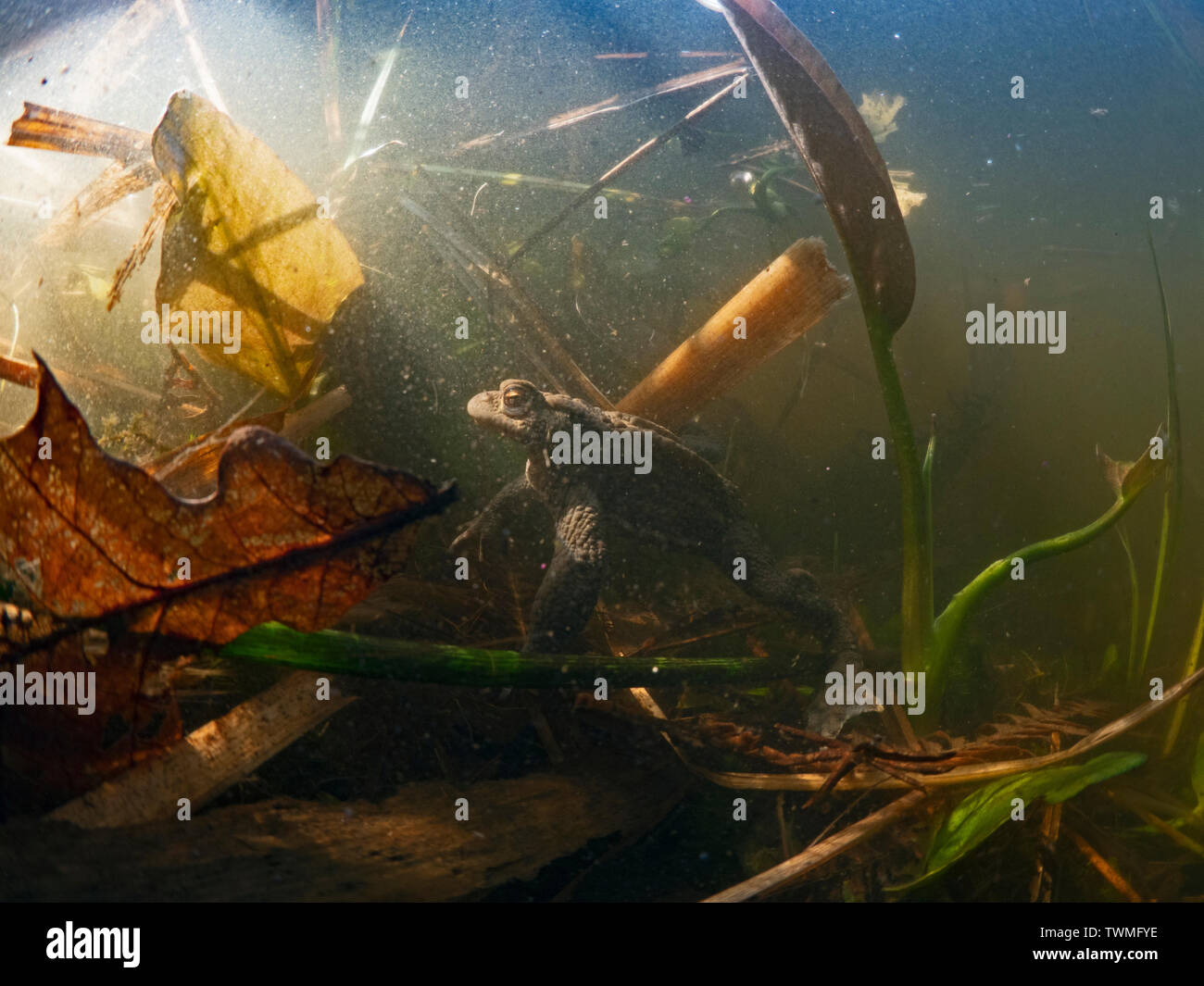 Common Toad Bufo bufo in pond during breeding season in early spring ...