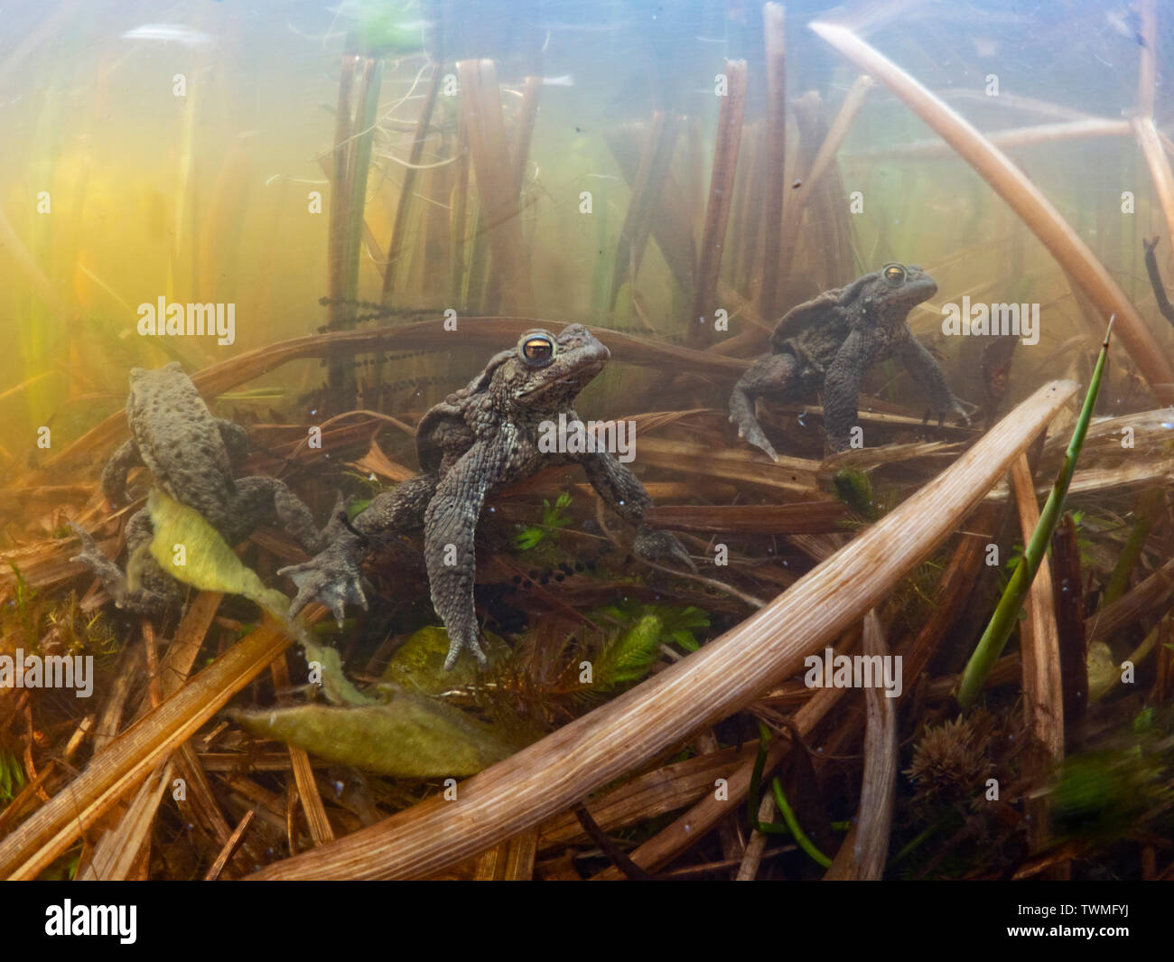 Toad pond spring amphibian norfolk hi-res stock photography and images ...