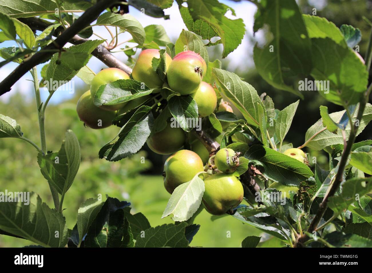Very young apples hi-res stock photography and images - Alamy