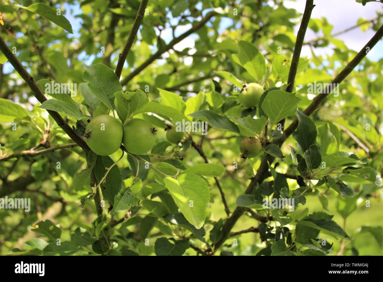 Young apples growing on tree hi-res stock photography and images - Alamy