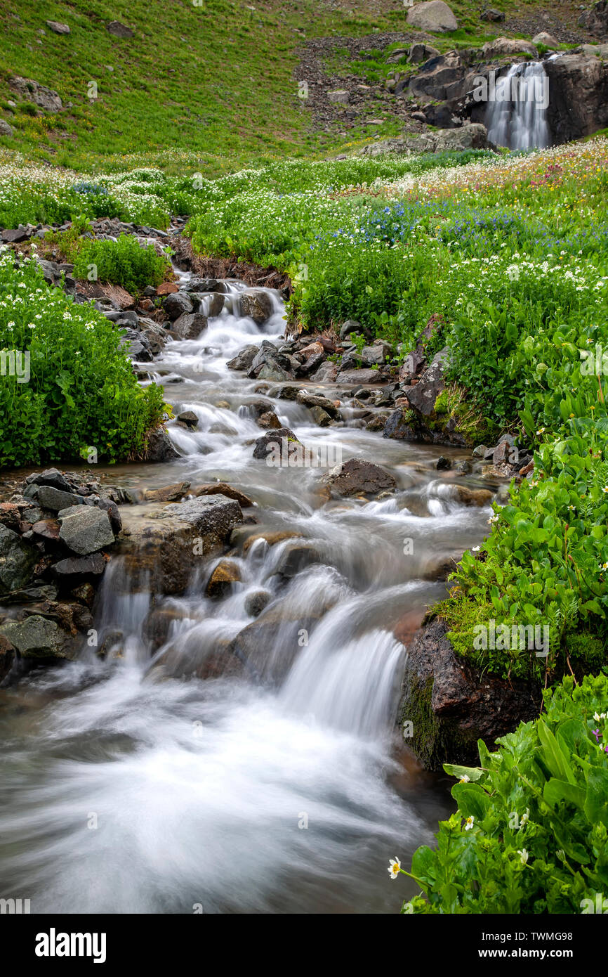 Waterfalls, creek and wildflowers, American Basin, San Juan National ...