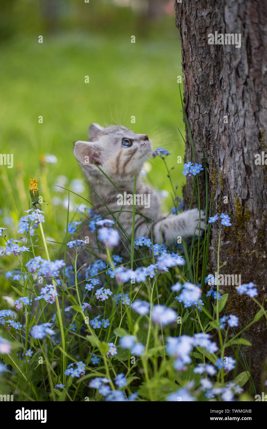 Little Playful Gray Kitten Play and Run on a Green Grass Stock Photo ...