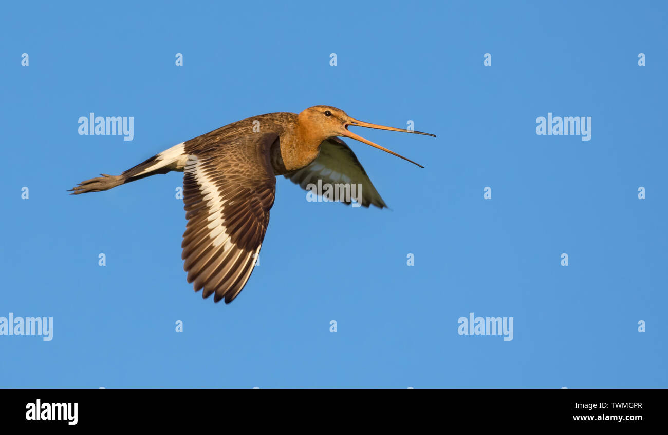 Black-tailed godwit sideview flying and loud shouting with lowered ...