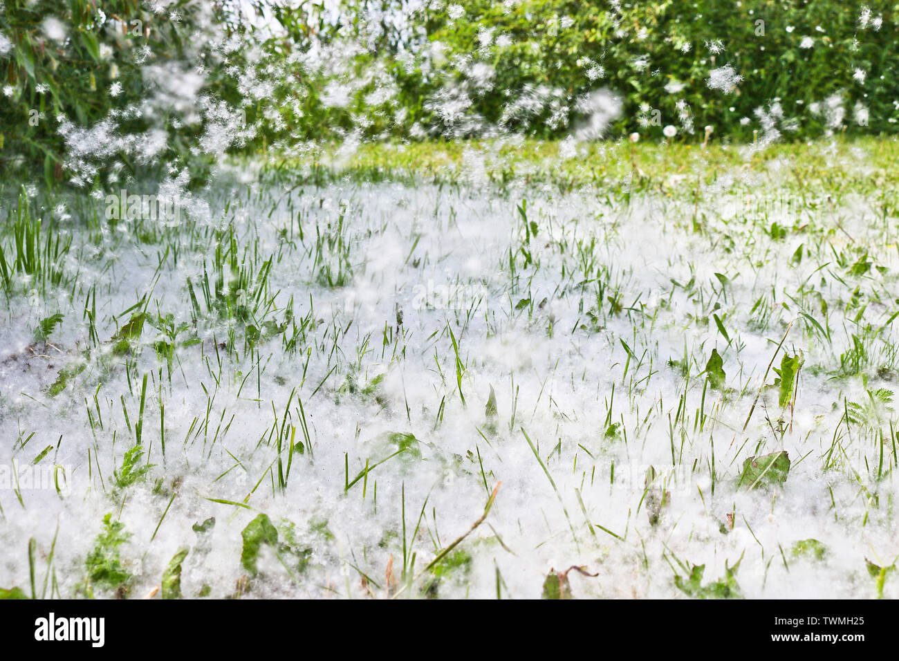 Poplar fluff lies in the green grass and flies through the air ...