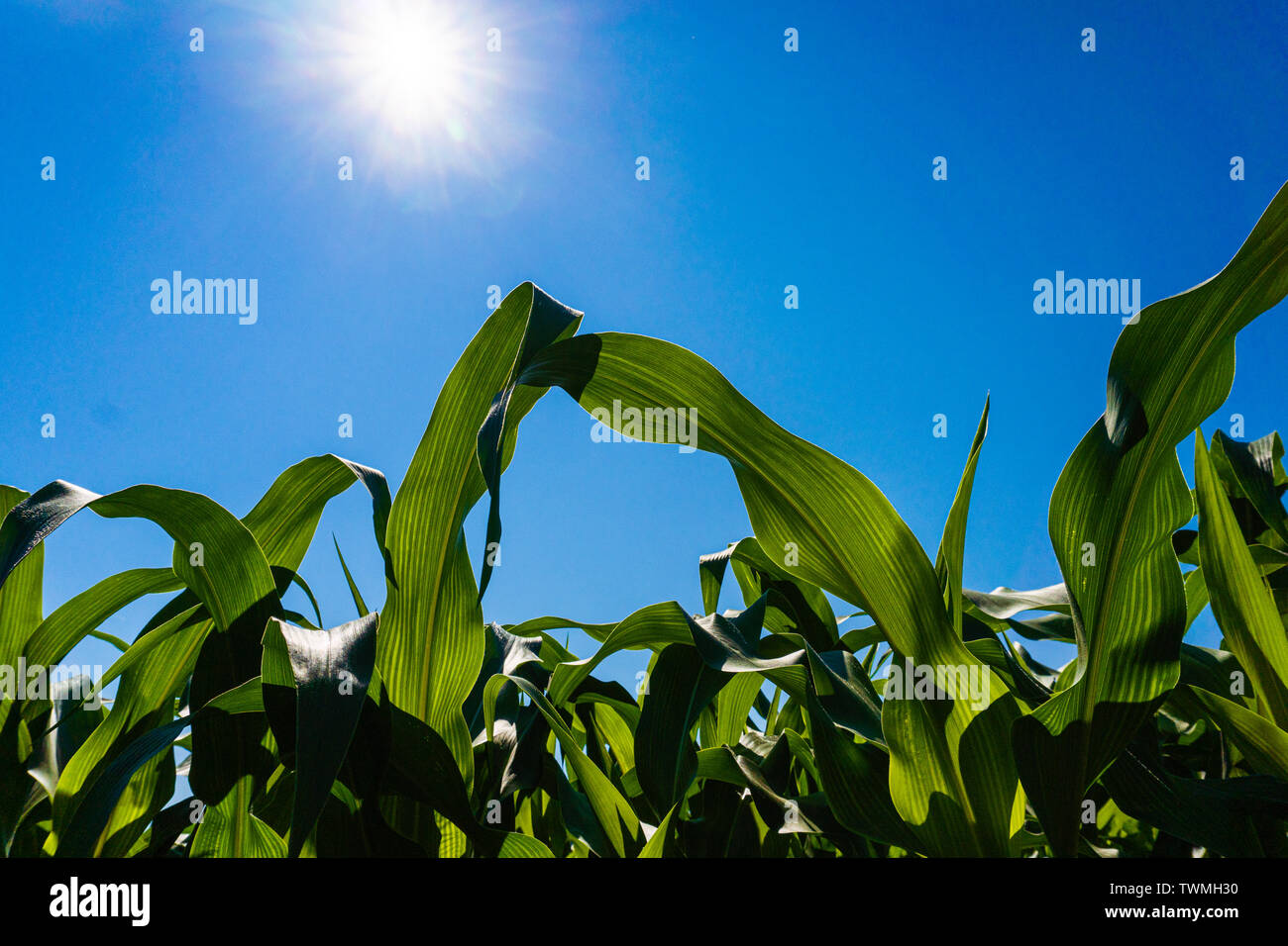 Corn field in full sun. Sun on blue sky background Stock Photo - Alamy