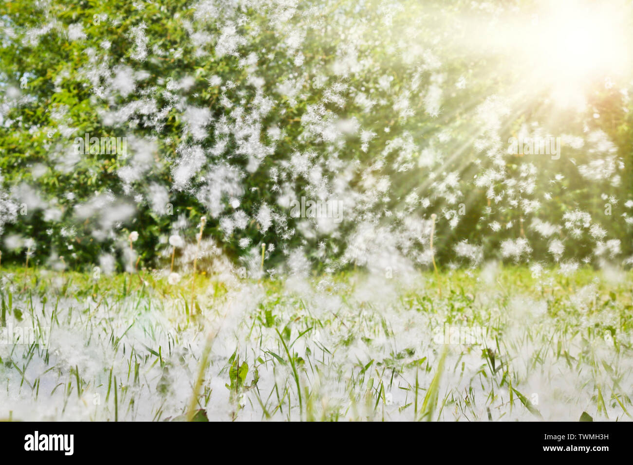 Summer concept poplar pollen flying hi-res stock photography and images ...