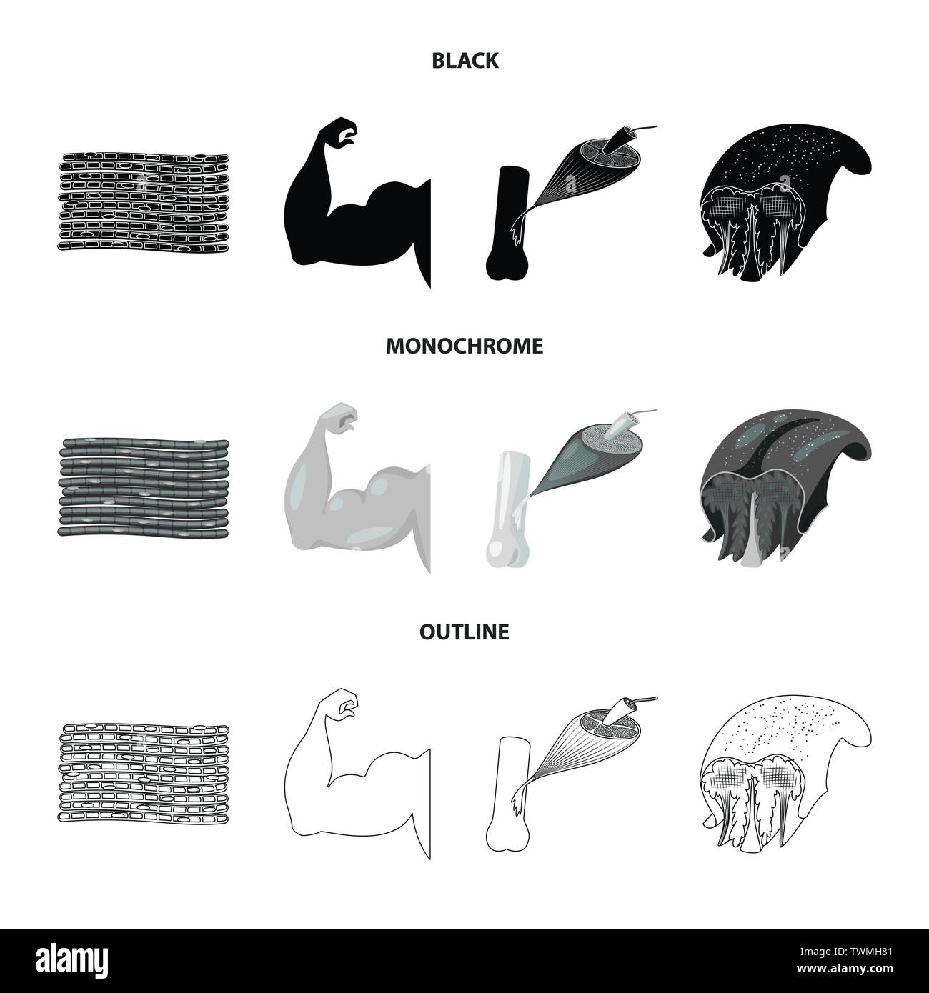 Vector illustration of fiber and muscular sign. Set of fiber and body ...