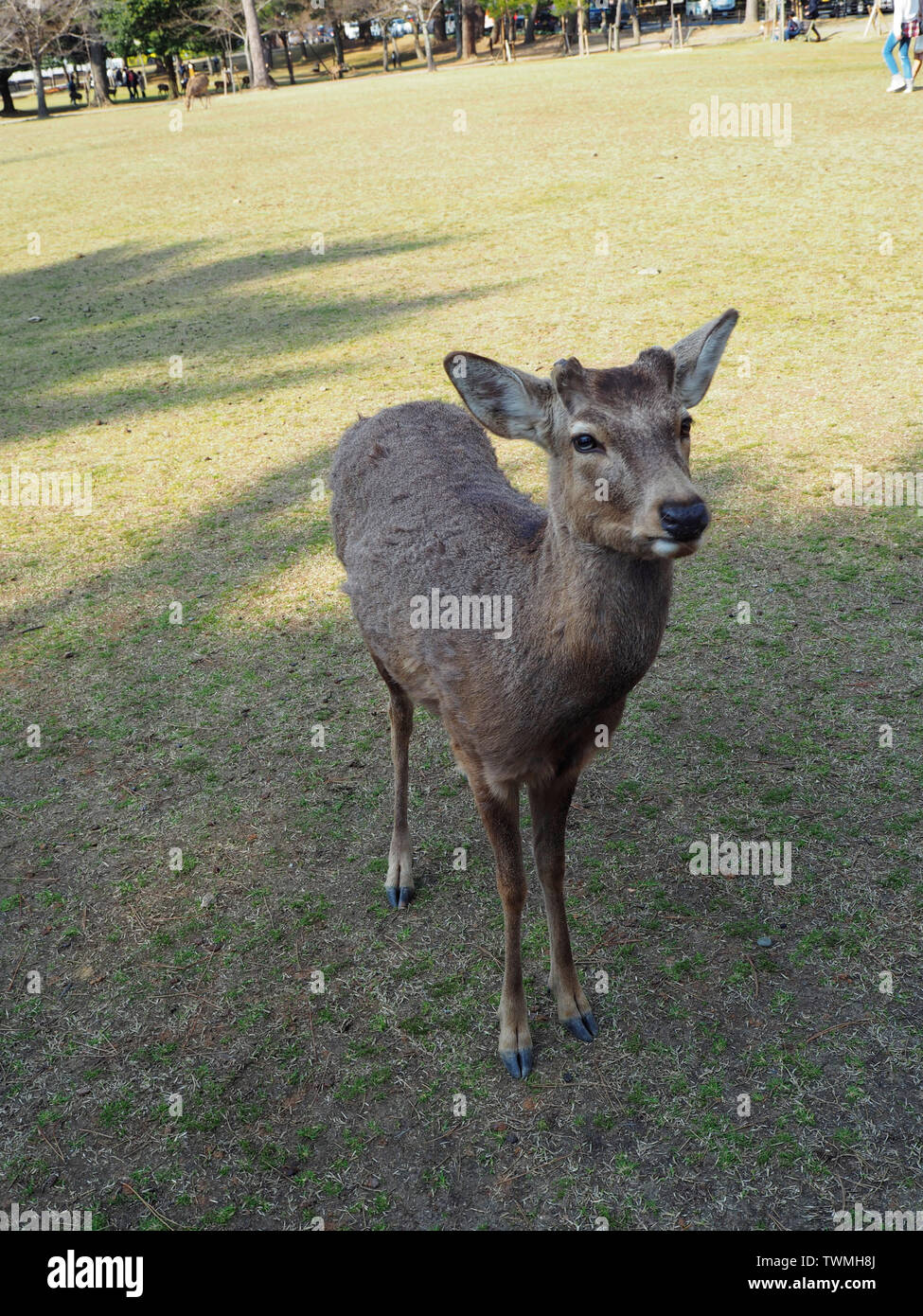 world famous japanese reindeer in nara park in japan Stock Photo - Alamy