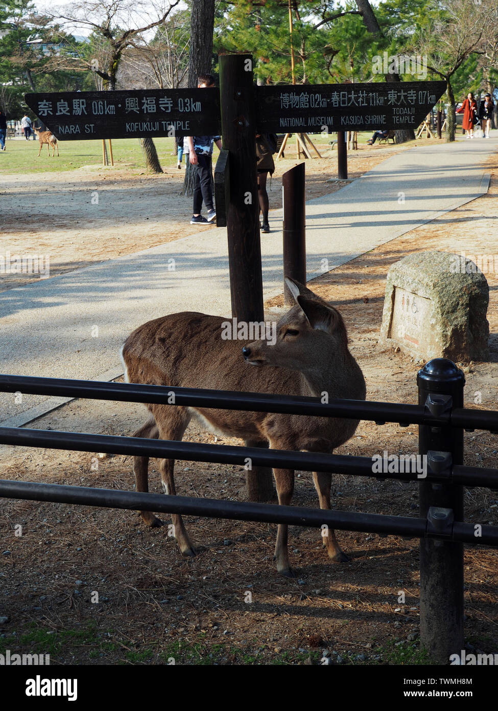 world famous japanese reindeer in nara park in japan Stock Photo - Alamy
