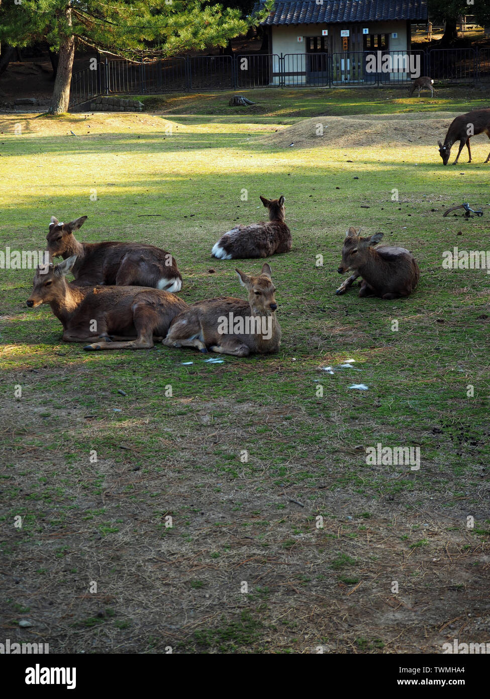 world famous japanese reindeer in nara park in japan Stock Photo - Alamy