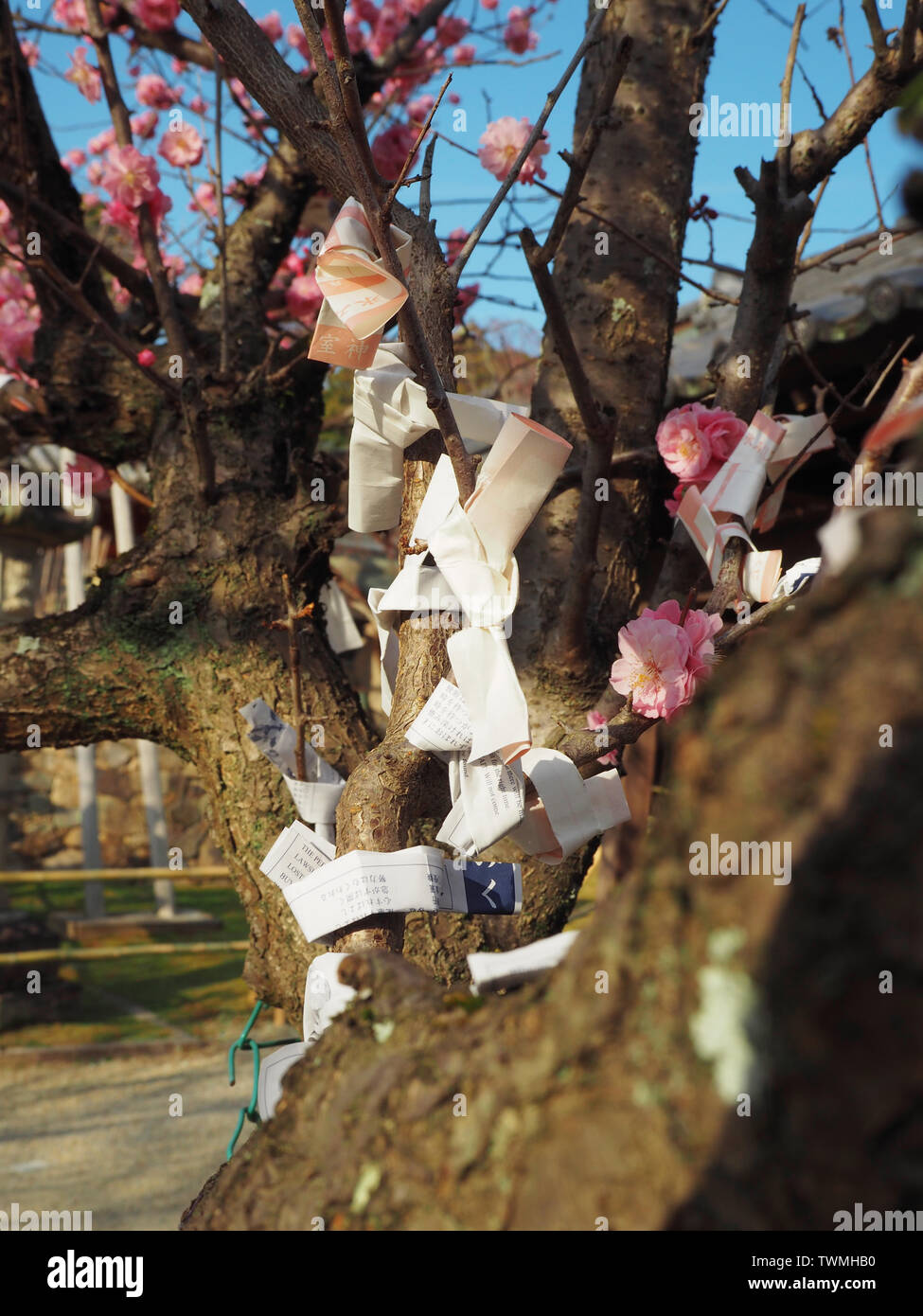 Nara plant hi-res stock photography and images - Alamy