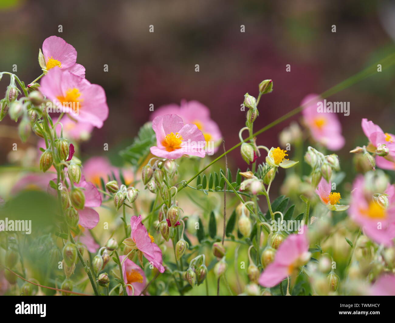 Germany helianthemum nummularium sun rose hi-res stock photography and ...