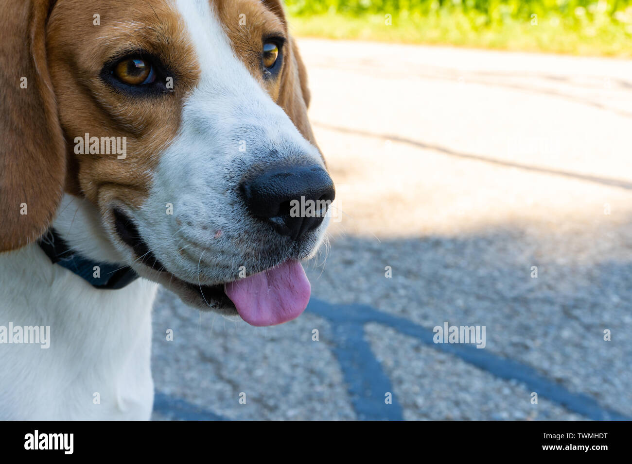 Beagle dog on rural asphalt road. Sunny summer day copy space Stock ...
