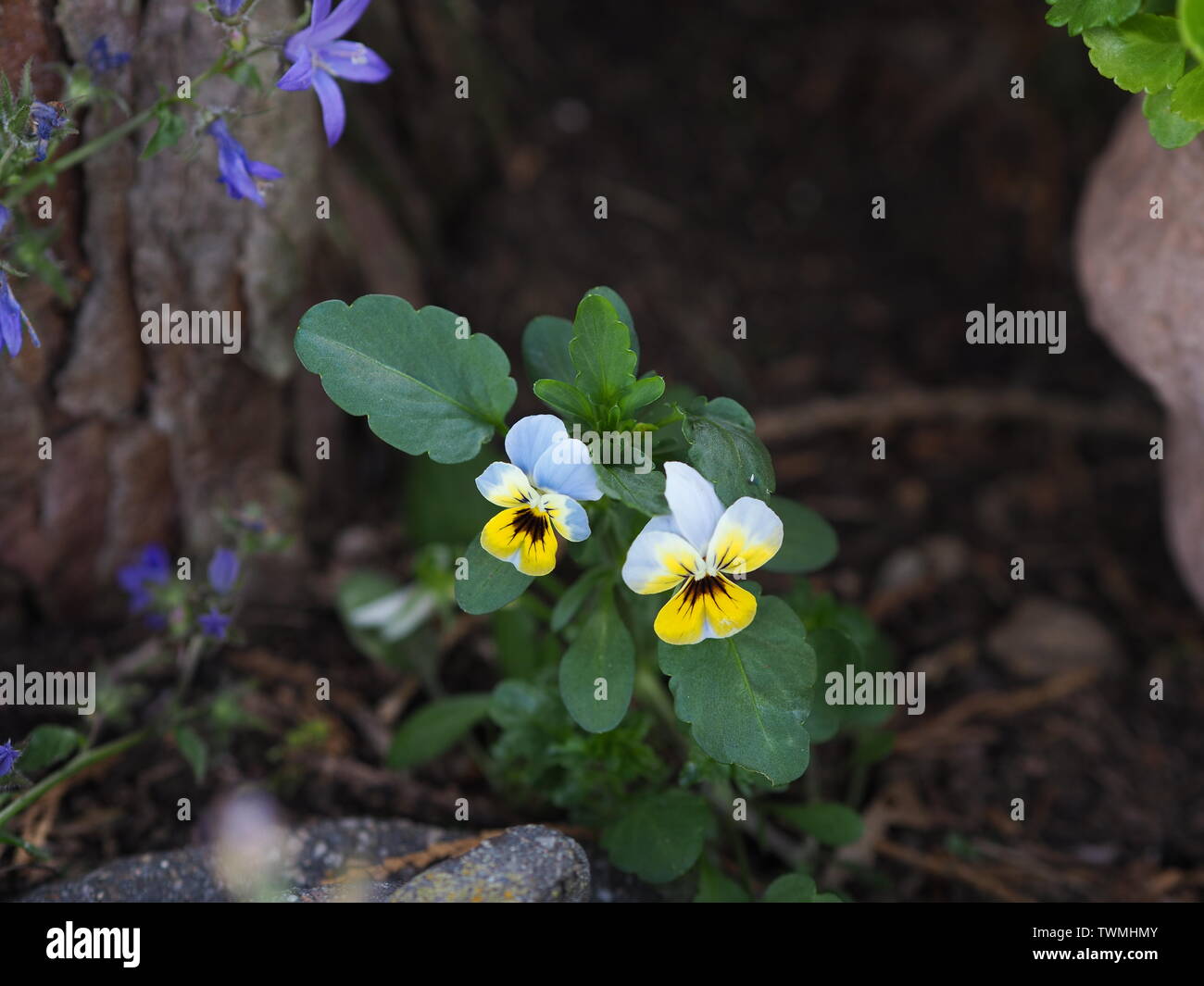 Viola cornuta yellow hi-res stock photography and images - Alamy