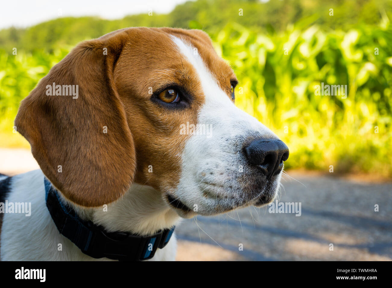 Beagle dog on rural asphalt road. Sunny summer day copy space Stock ...