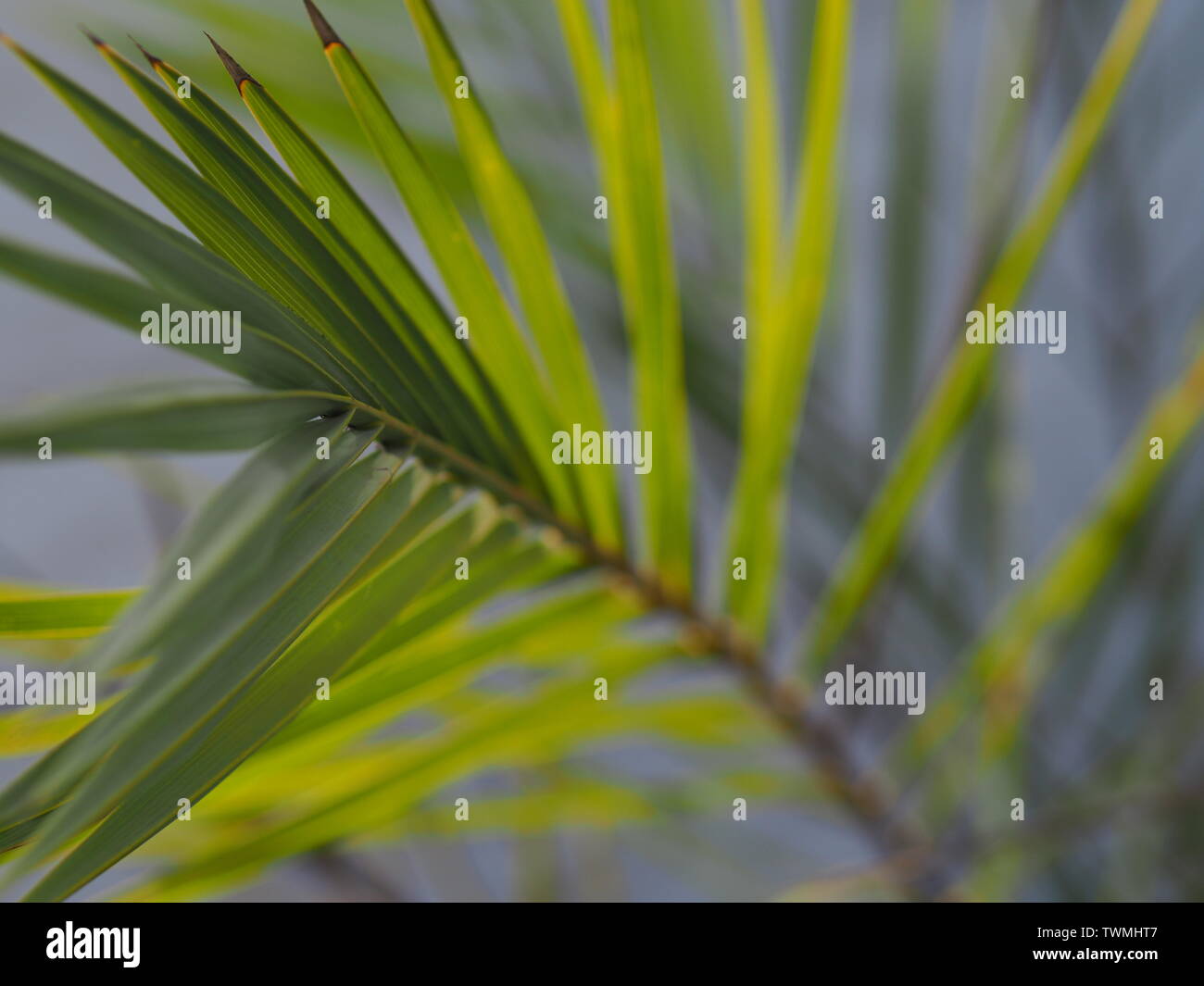 Close up of a leaf of a date palm Stock Photo - Alamy