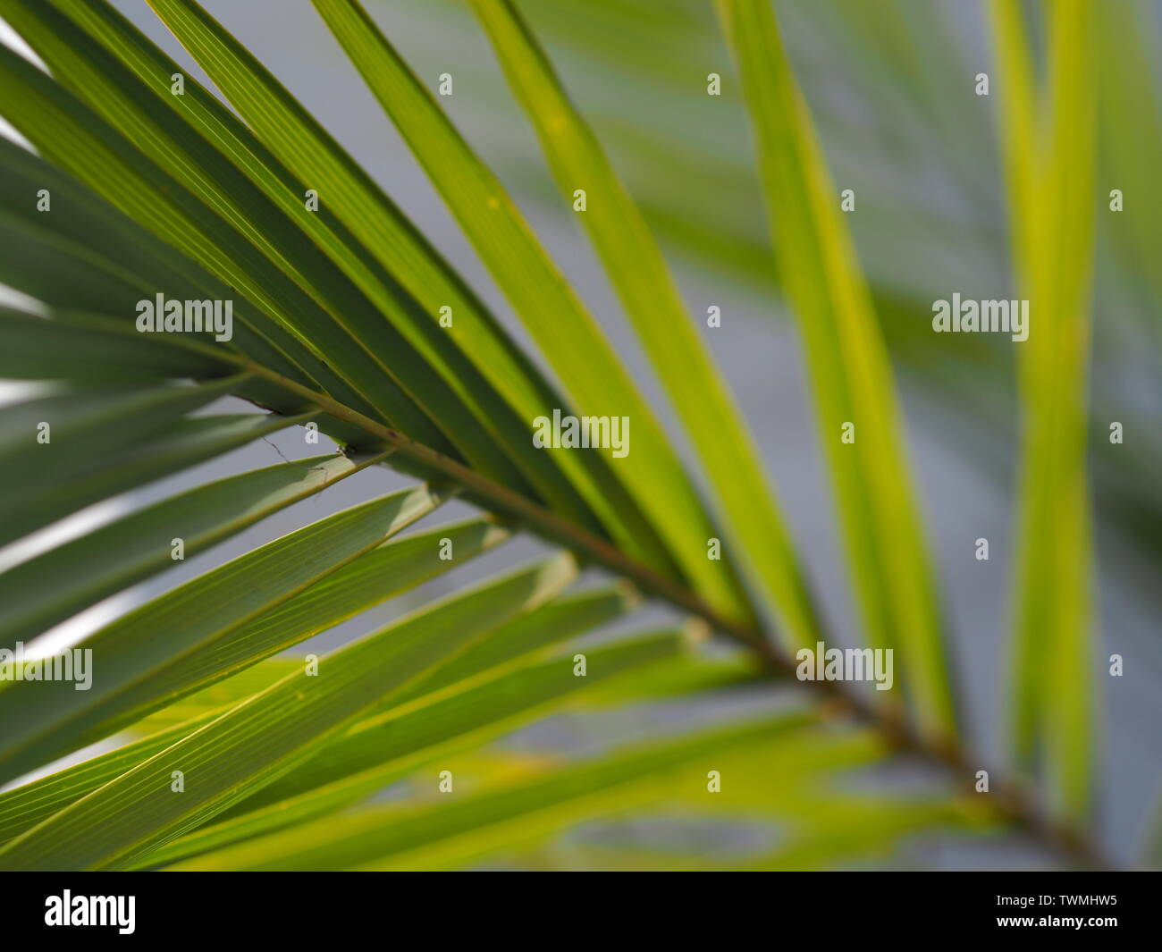 Close up of a leaf of a date palm Stock Photo - Alamy