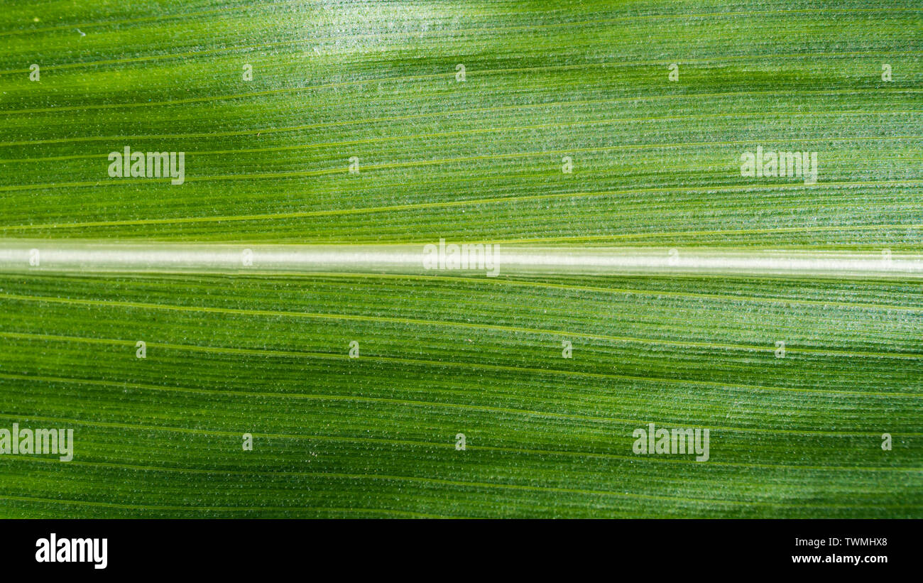 Green Corn leaf close up. Nature background Stock Photo - Alamy