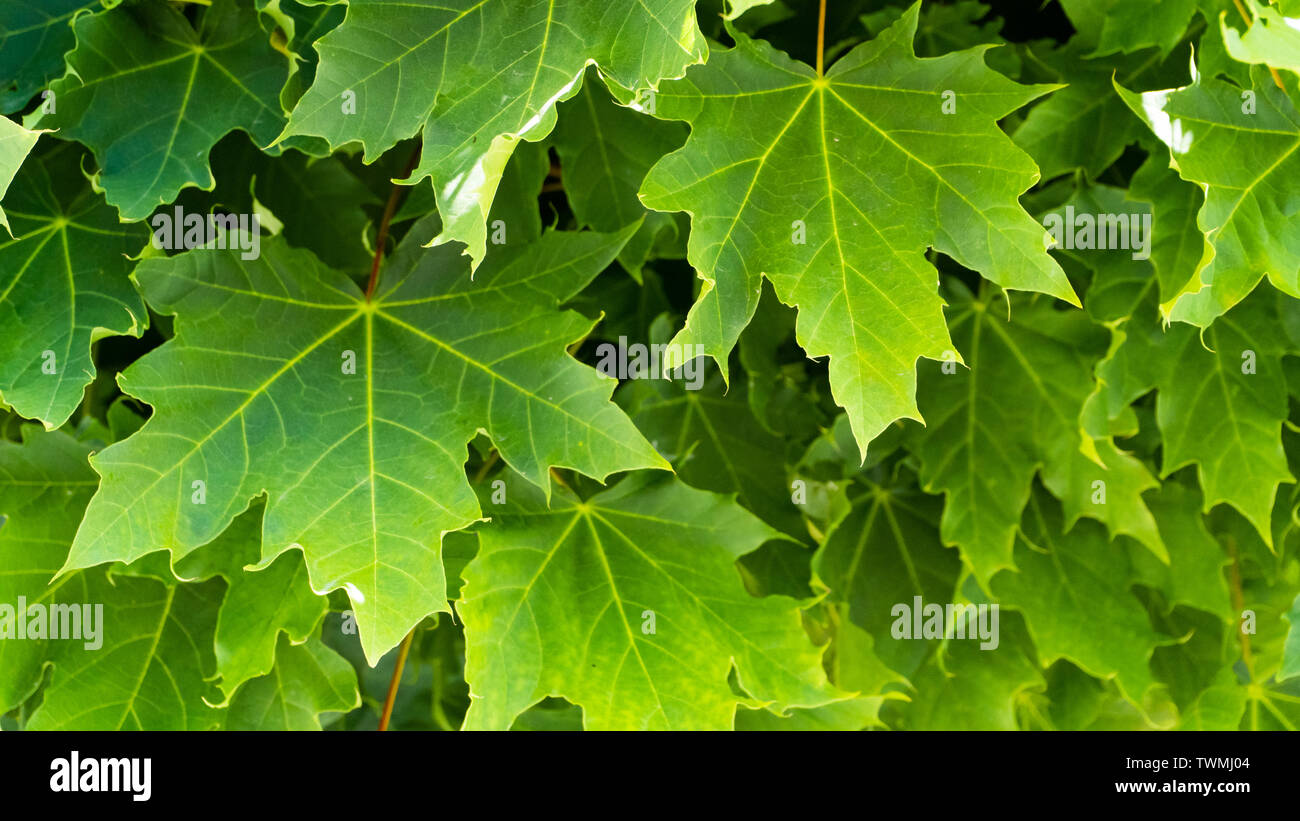 Green maple leafs background. Nature concept Stock Photo - Alamy