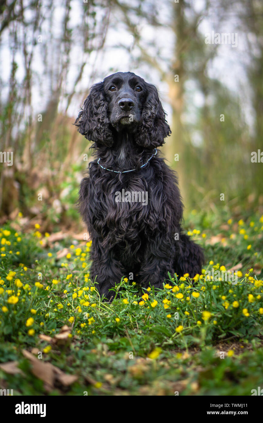 Cocker Spaniel portrait Stock Photo - Alamy