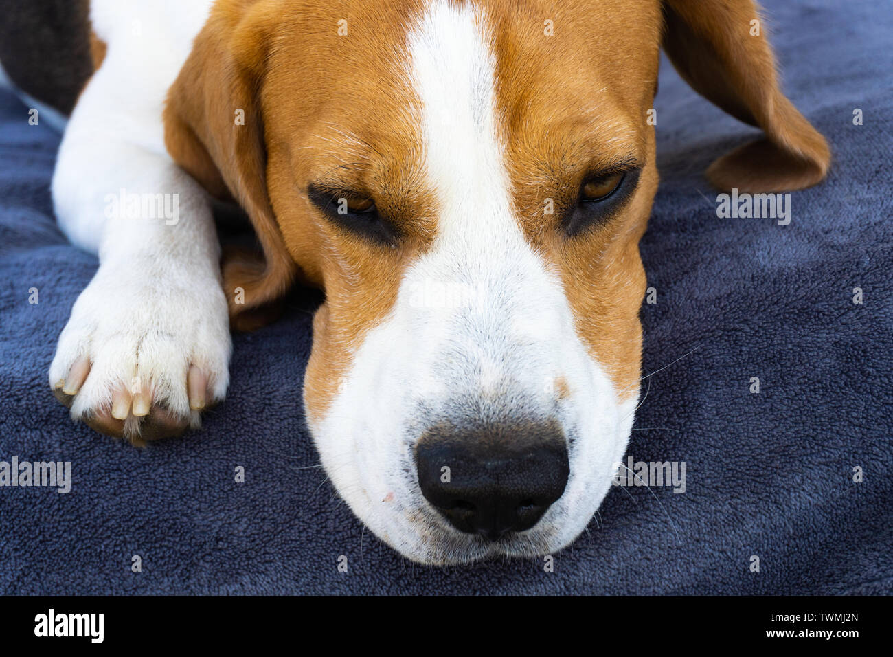 Sad beagle dog lying on a couch outdoors. Close up background Stock ...