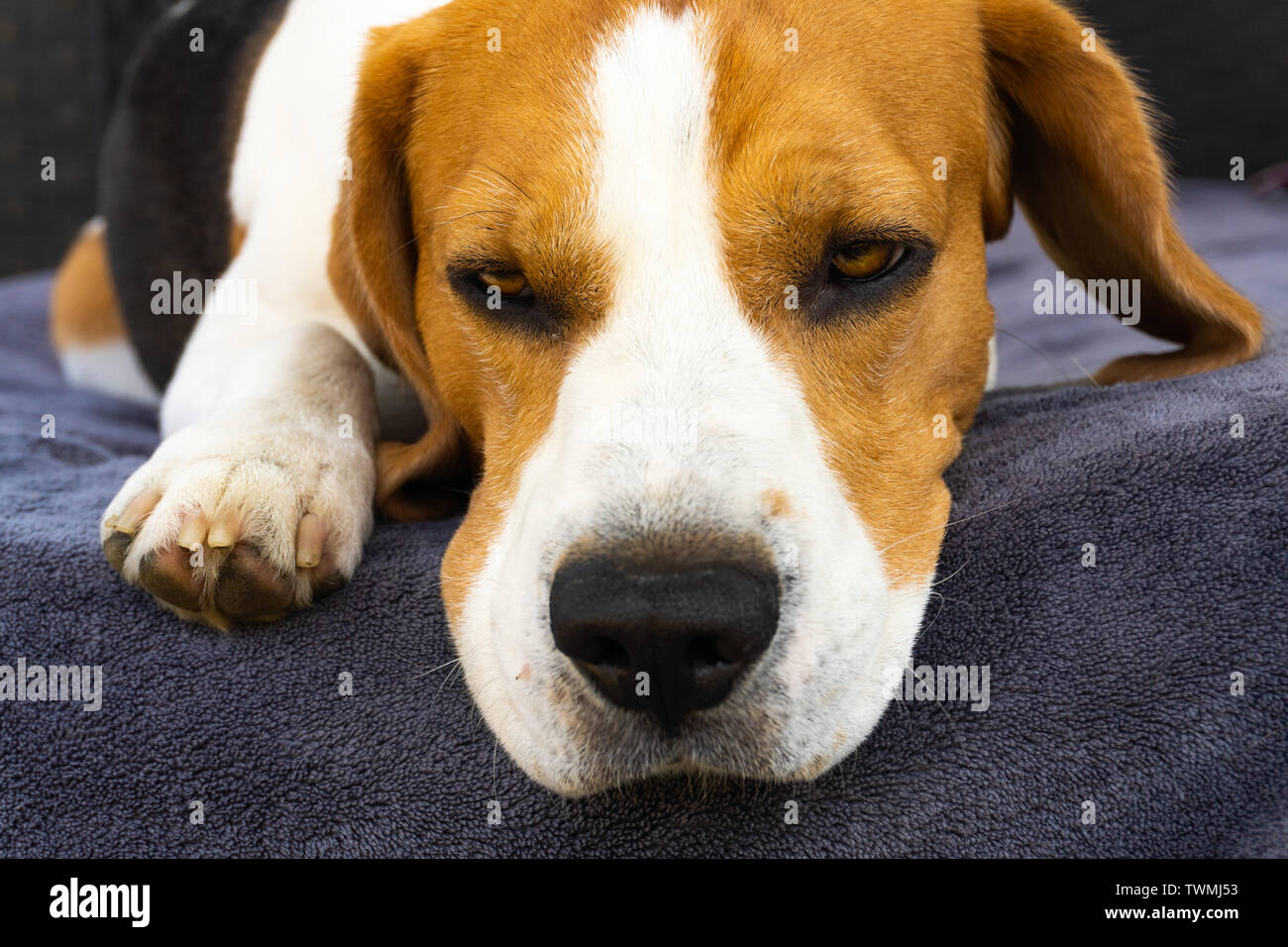 Sad beagle dog lying on a couch outdoors. Close up background Stock ...