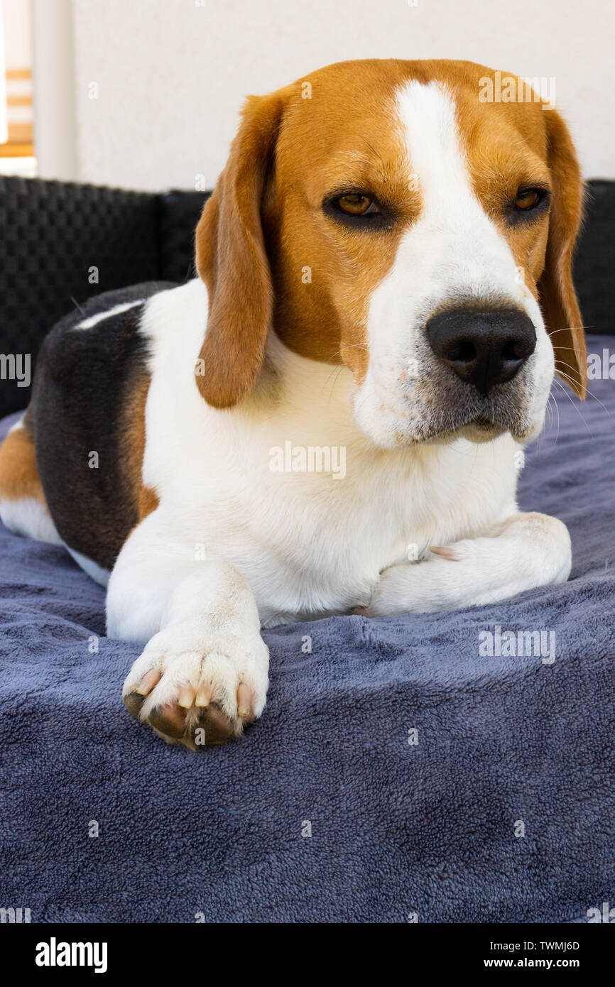 Sad beagle dog lying on a couch outdoors. Close up background Stock ...