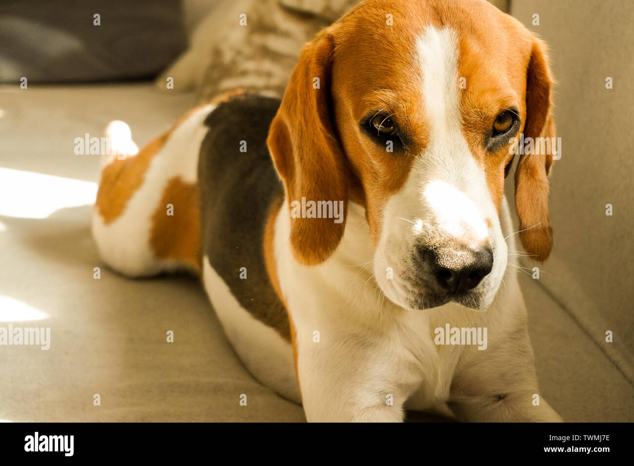 Beagle dog lying down on a couch looking seriously towards camera ...