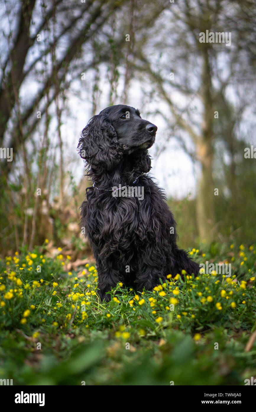 Young black springer cocker hi-res stock photography and images - Alamy
