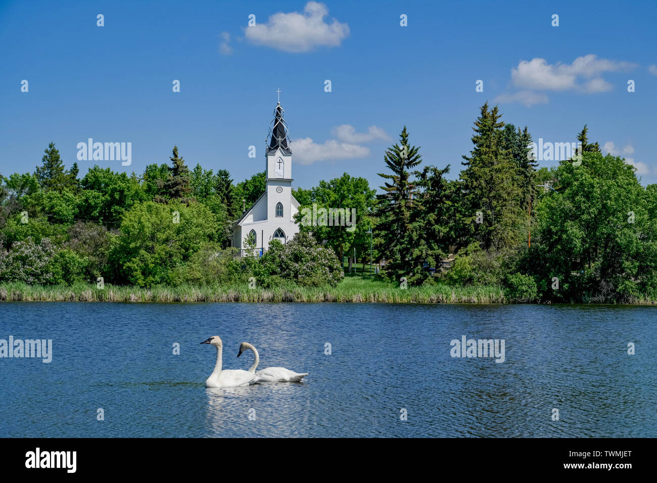 Pair of Tundra swans and Ukrainian Catholic Church, Mirror Lake ...