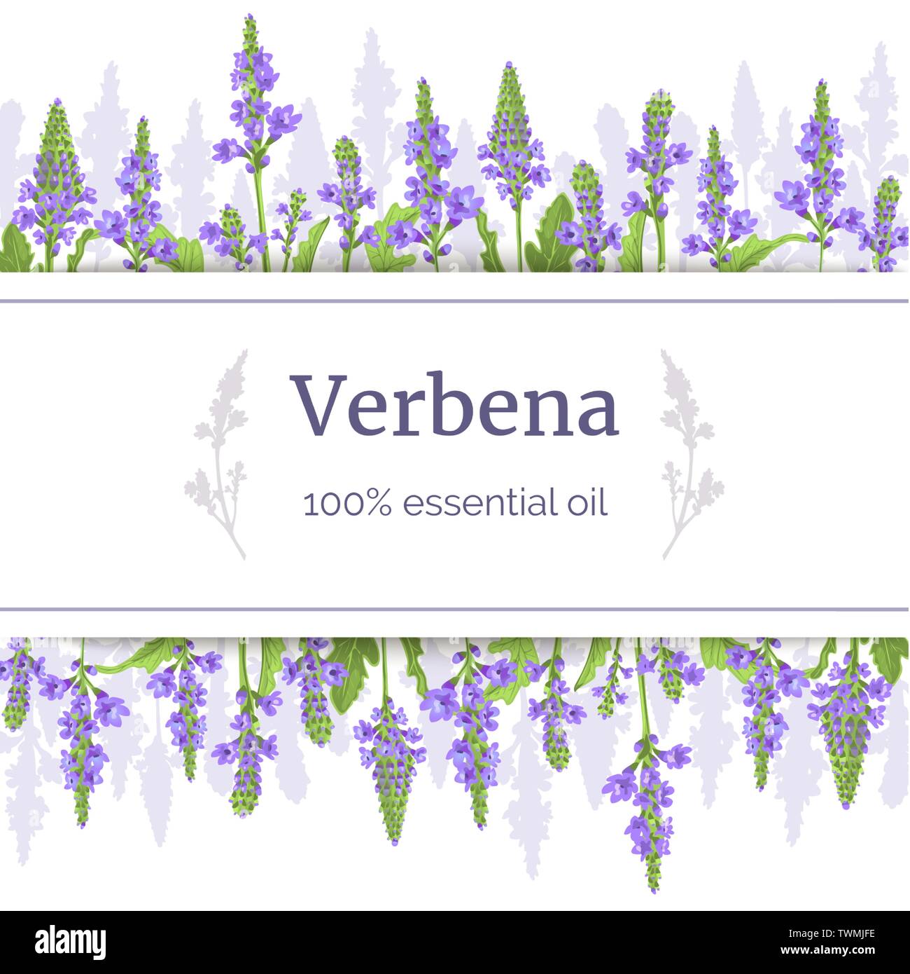 Verbena plant card template with copy space on stripe. Stems ...