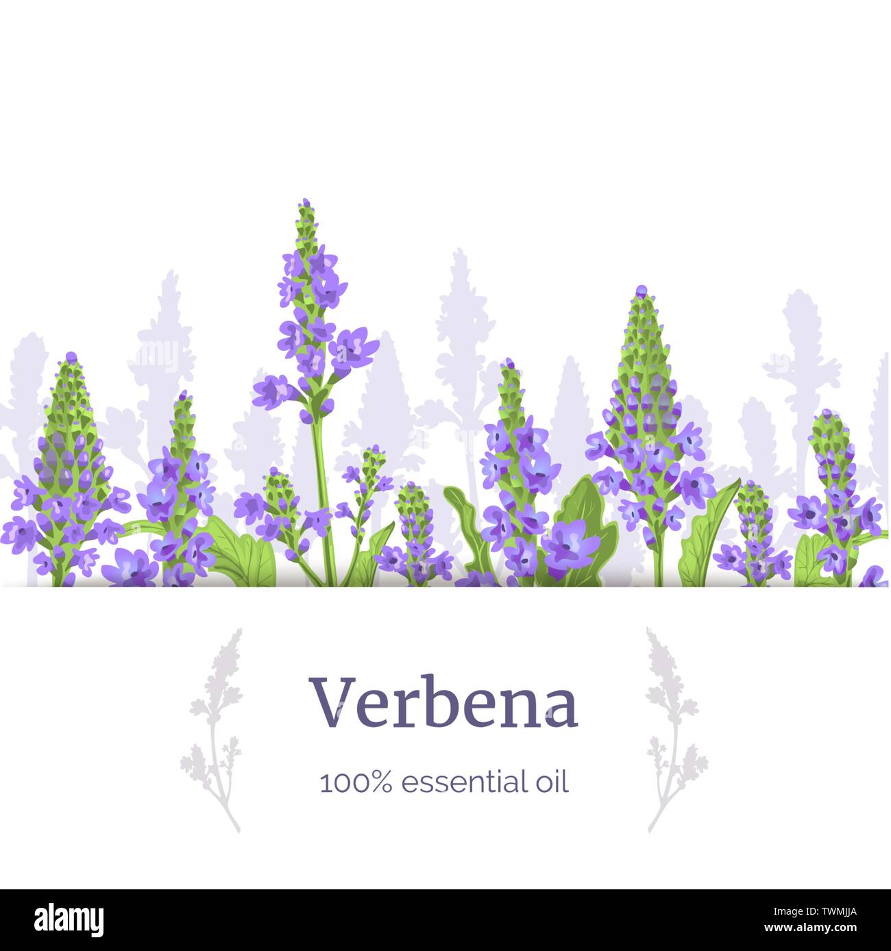 Verbena plant. Stems and flowers. Verbenaceae medicinal herb vector ...