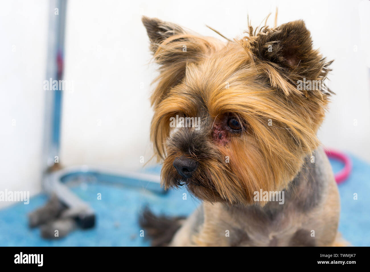 yorkshire terrier dog breed with fungal infection, malassezia, around ...