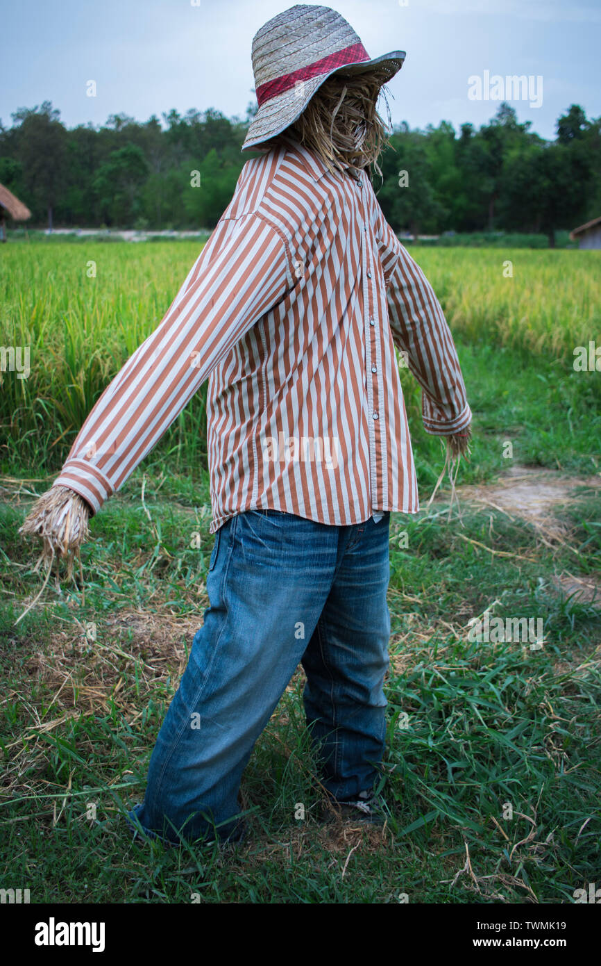 Scarecrow in rice field. made to guard the fields High resolution image ...