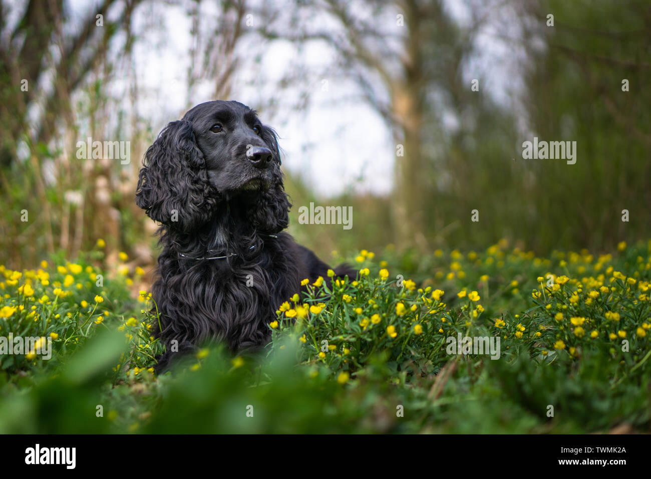 Cocker and springer spaniel hi-res stock photography and images - Alamy