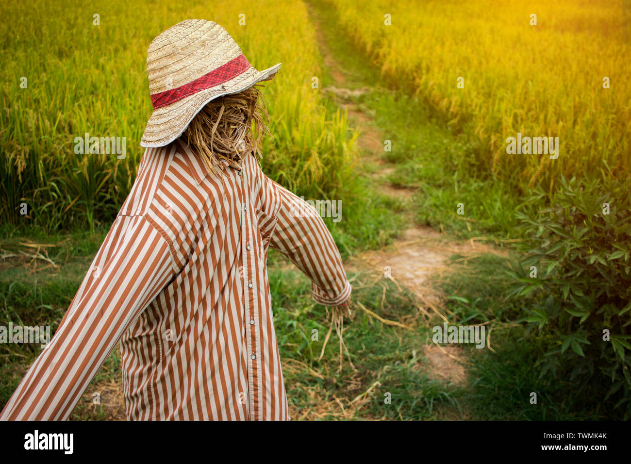 Scarecrow in rice field. made to guard the fields High resolution image ...