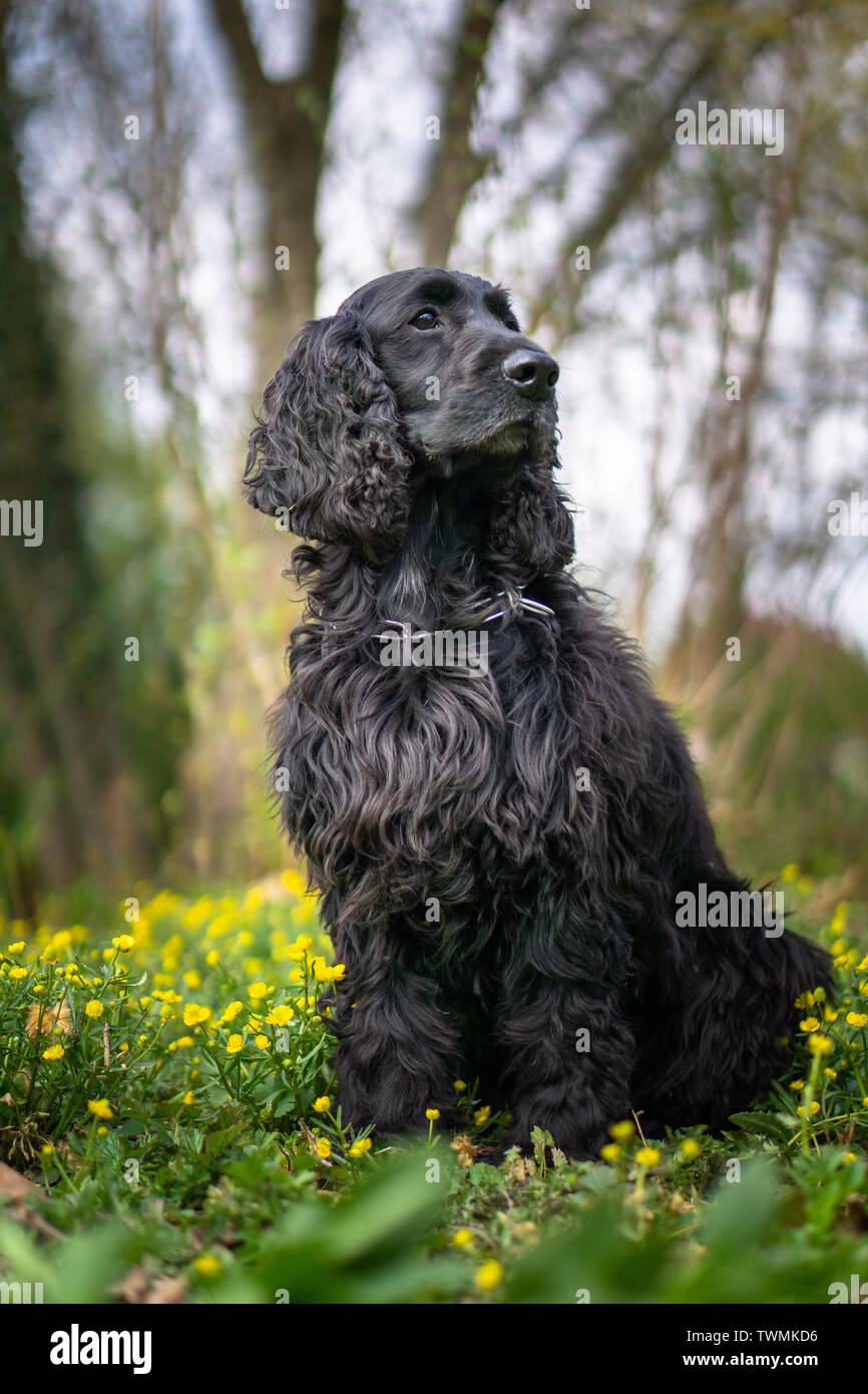 Cocker spaniel portrait hi-res stock photography and images - Alamy