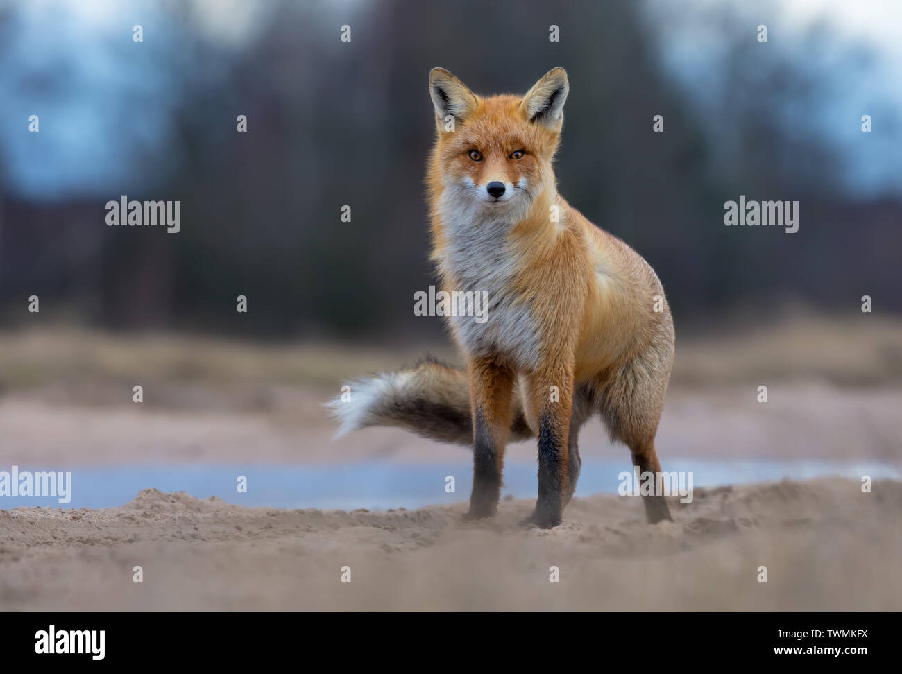 Windy Red Fox stands on field road anf looks at the camera in stormy ...
