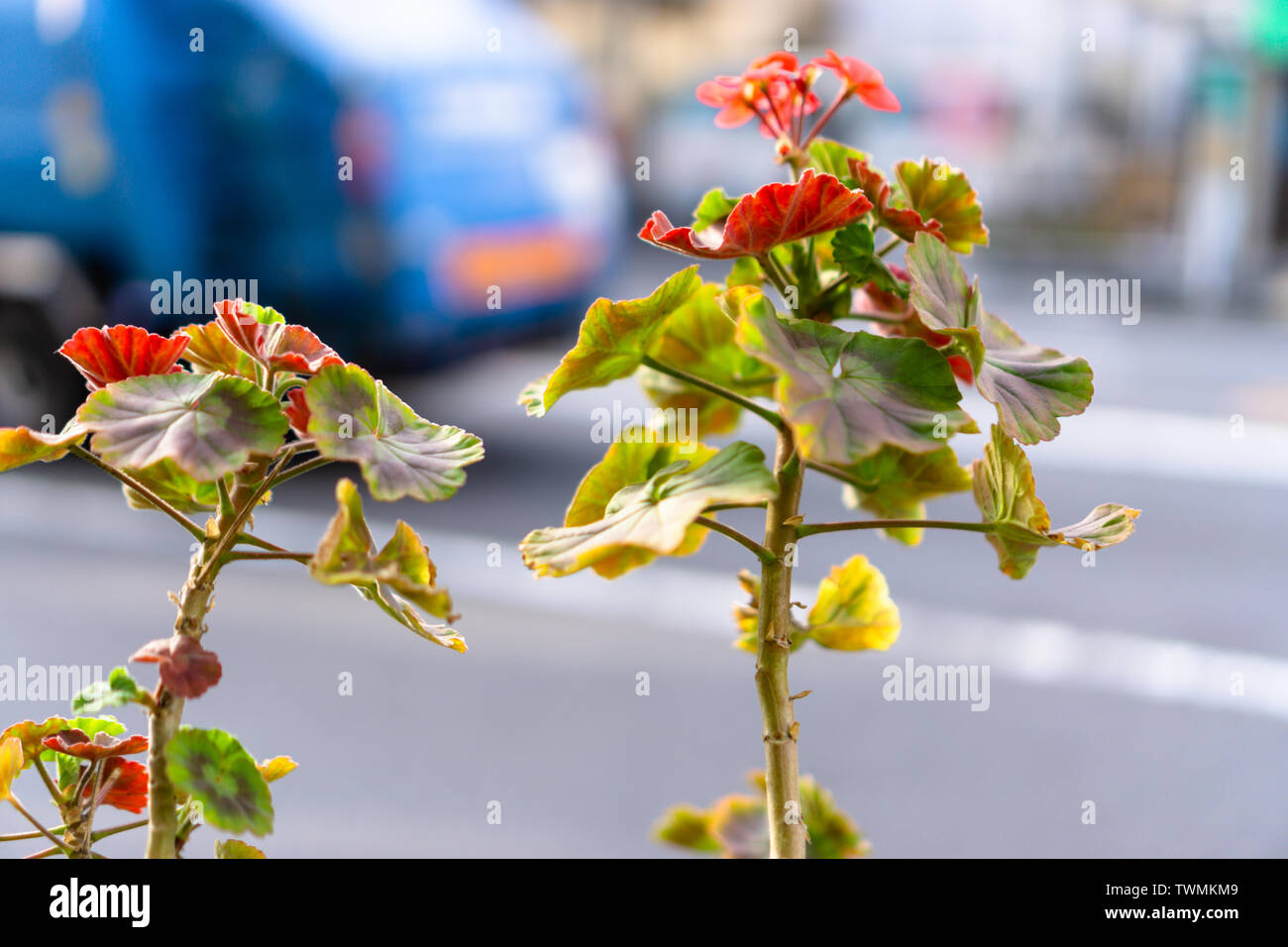 Random Pictures High Resolution Stock Photography and Images - Alamy