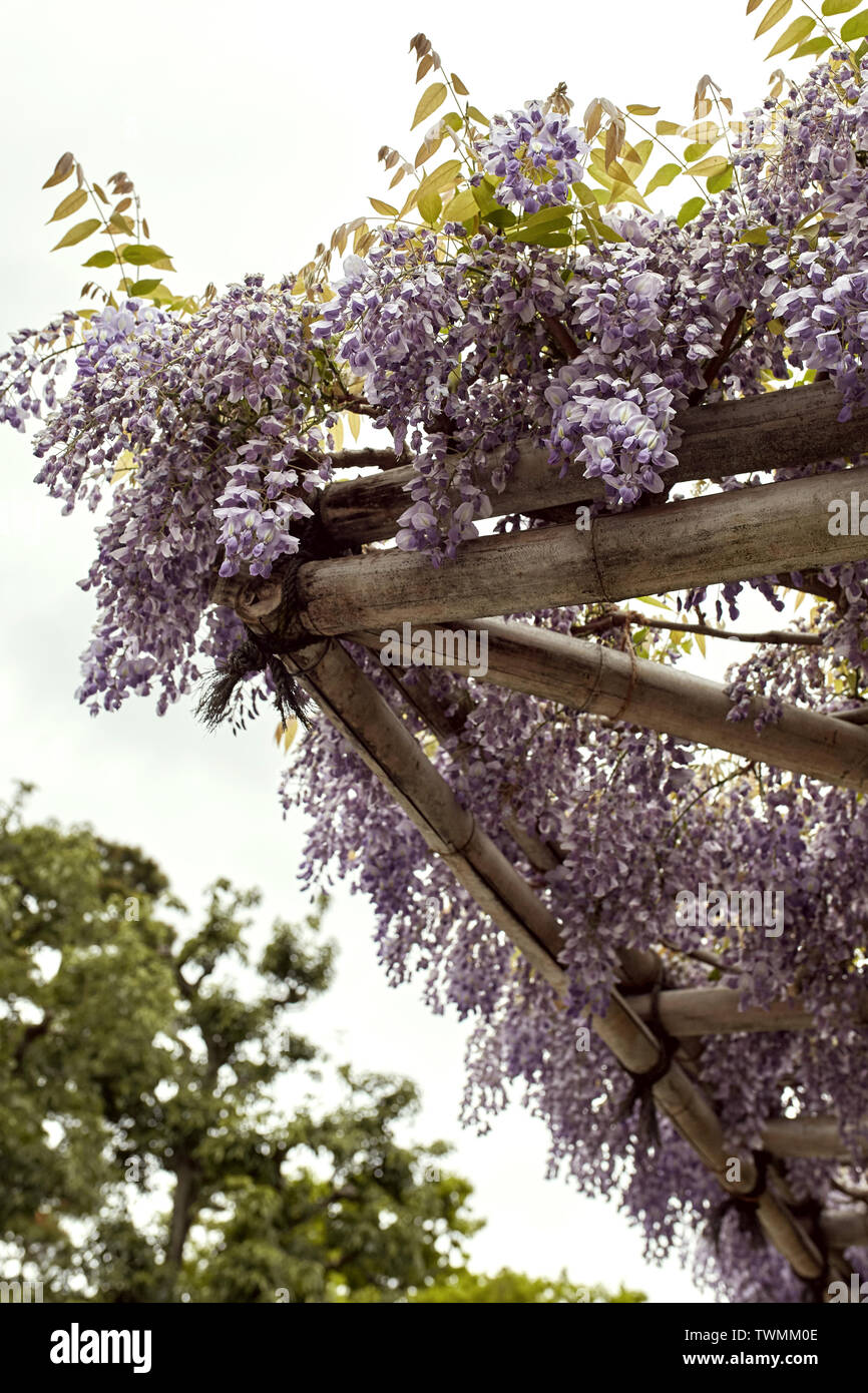 Purple Wisteria Floribunda flowers hanging on a wooden trellis in Kyoto ...