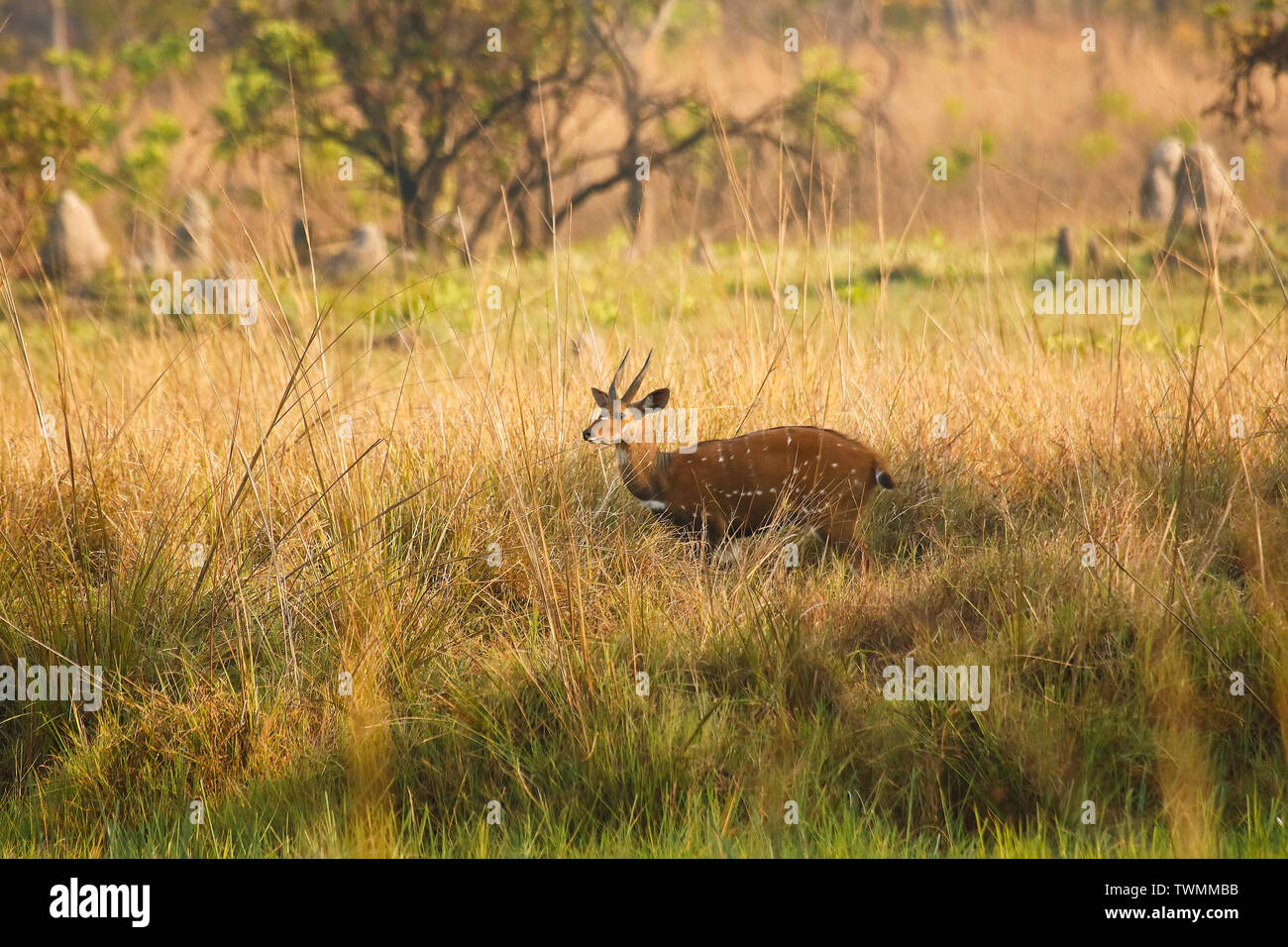 The sitatunga or marshbuck (Tragelaphus spekii). Kafue National Park ...