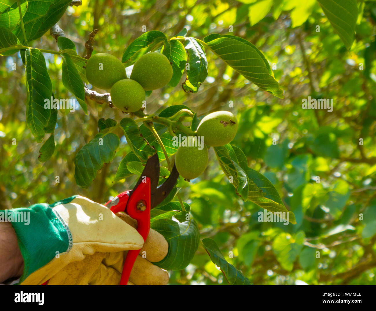Hand with glove using red shears in a garden pruning fresh walnuts ...