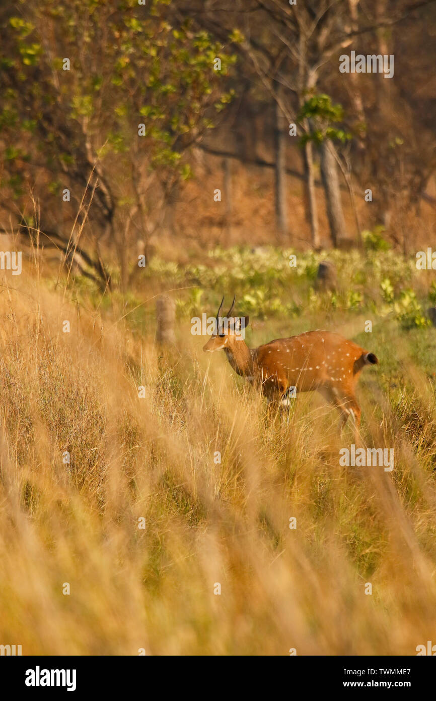 The sitatunga or marshbuck (Tragelaphus spekii). Kafue National Park ...