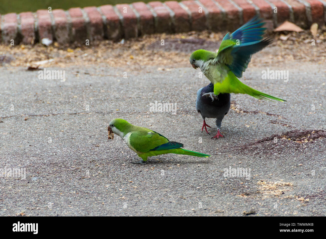 Monk Parakeet (Myiopsitta monachus) green blue bird Stock Photo - Alamy