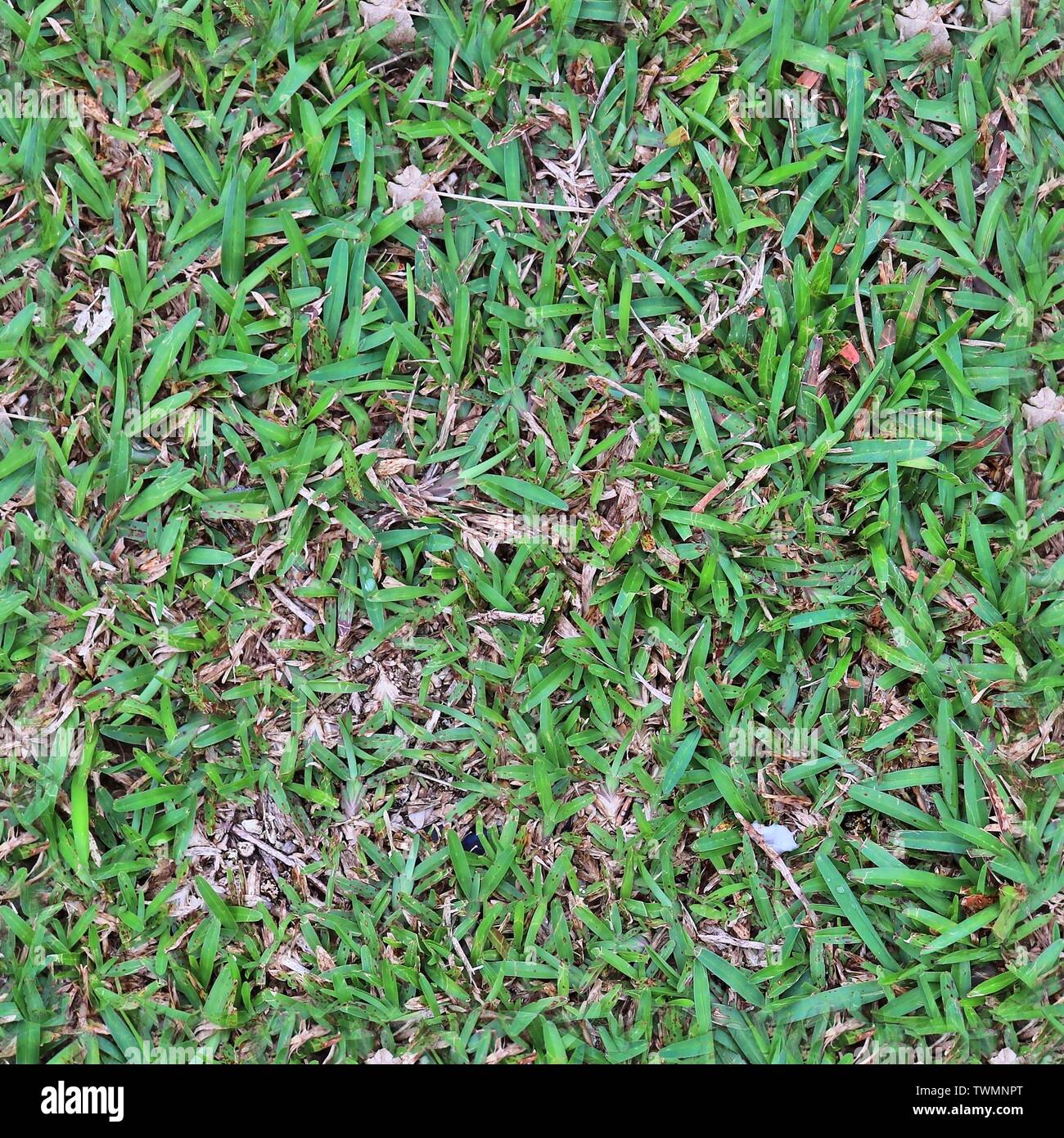High resolution seemless texture of green grass and plants for 3d ...
