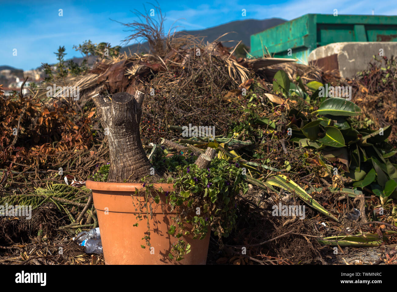 Pot with the root of the tree in the landfill of plant waste Stock ...