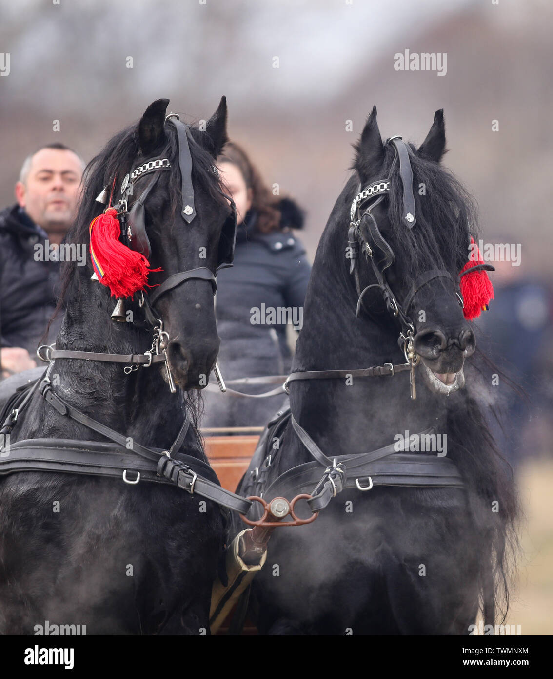 Pietrosani, Romania - January 6, 2019: Two black beautiful adorned ...