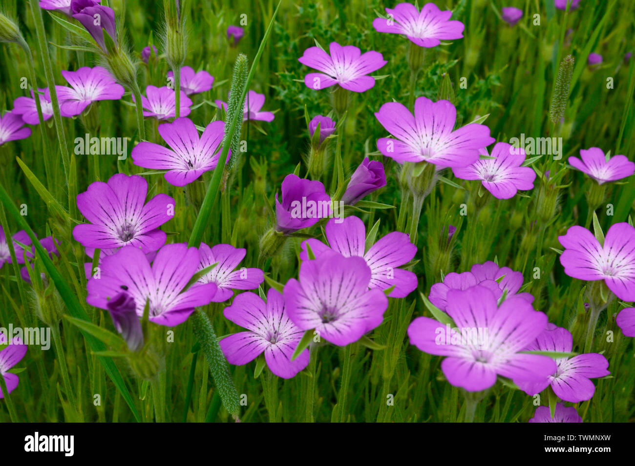 College lake nature reserve tring hi-res stock photography and images ...