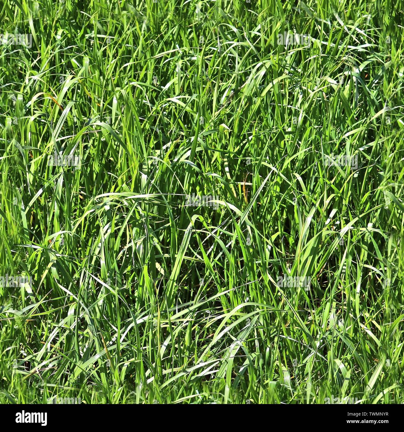 High resolution seemless texture of green grass and plants for 3d ...
